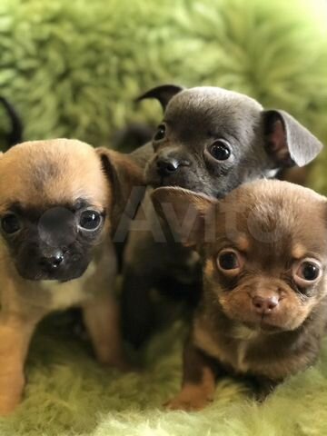 Брльшой выбор крошек, есть выращенные