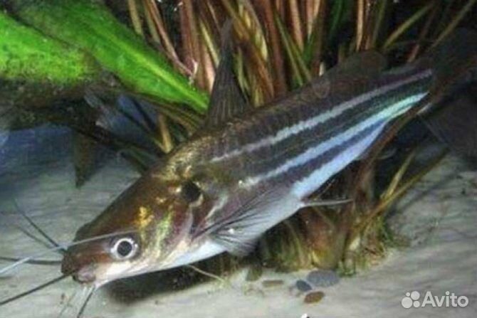 Сом Мистус полосатый, м. кобальтовый, сом-косатка