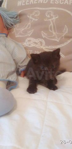 Котеночек домашний