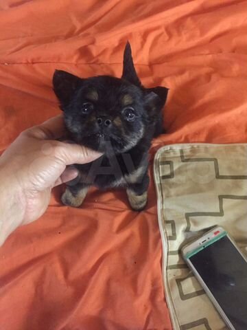 Чихуахуа куклёнок Багги