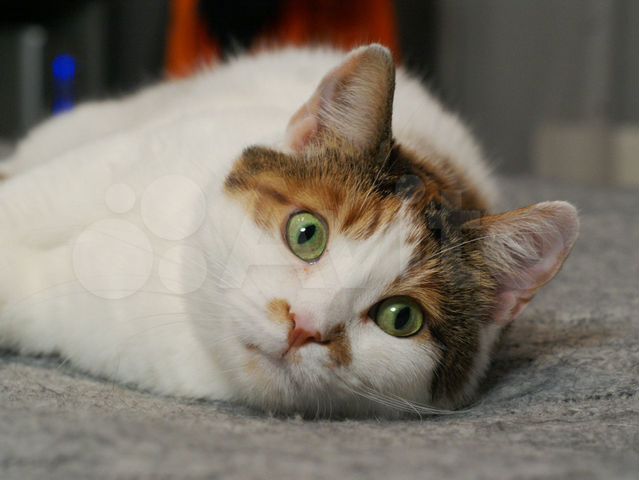 Кошка Сметанка ищет дом