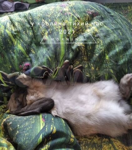 Декоративные кролики вислоухие