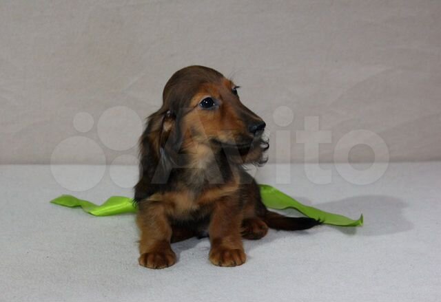 Рыжие длинношерстные мальчики мини/кроличьи