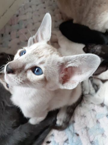 Ориентальный котенок