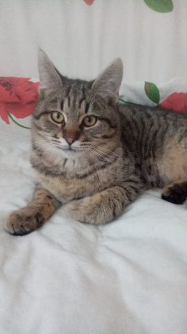 Котики подростки ищут дом