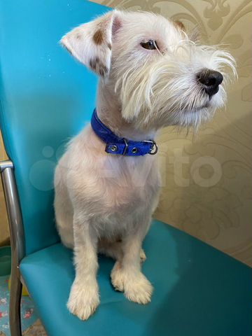 Джек рассел терьер