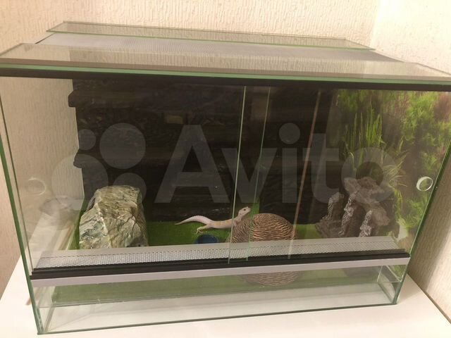 Эублефар с террариумом