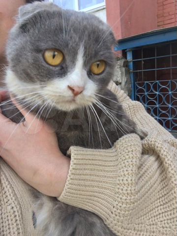 Кошечка-вислоушка