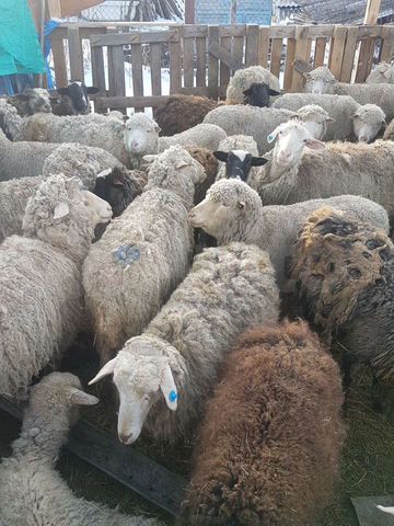 Овцы матки ягнят валушки