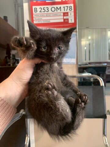 Малышок Черныш 1,5 месяца в добрые ответственные р