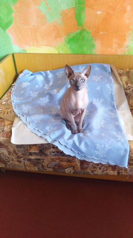 Отдам взрослого кота. Блю поинт. Только тем осозна