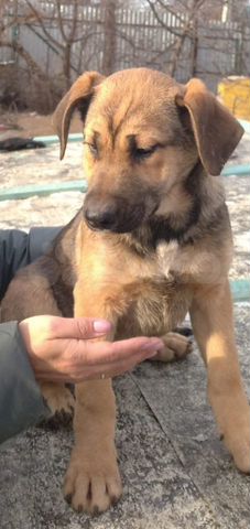 Собака Альфа