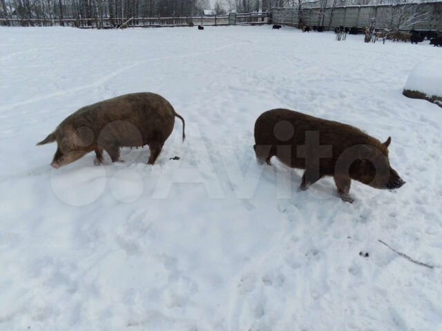 Вкуснейшие-Мясо-Поросят