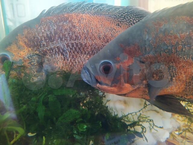 Астронотусы