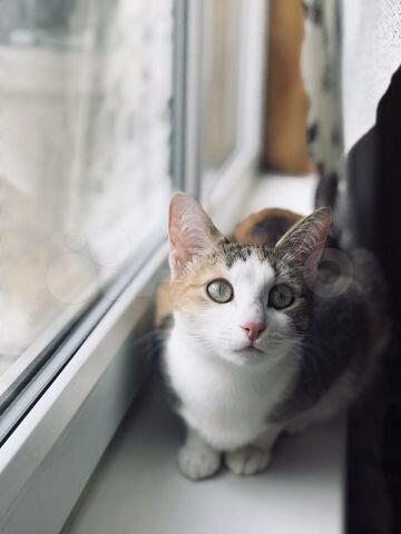 Кошечки-сестрёнки в добрые руки