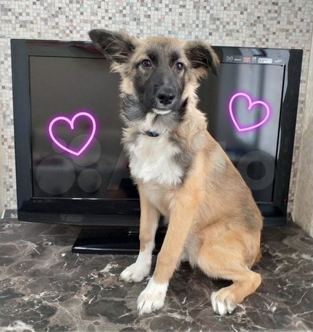 Бельгийская овчарка метис