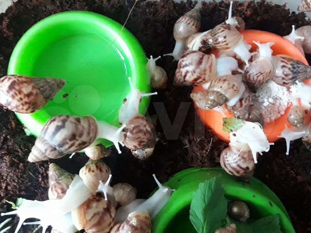 Домашнее животное для аллергиков - Улитка Ахатина