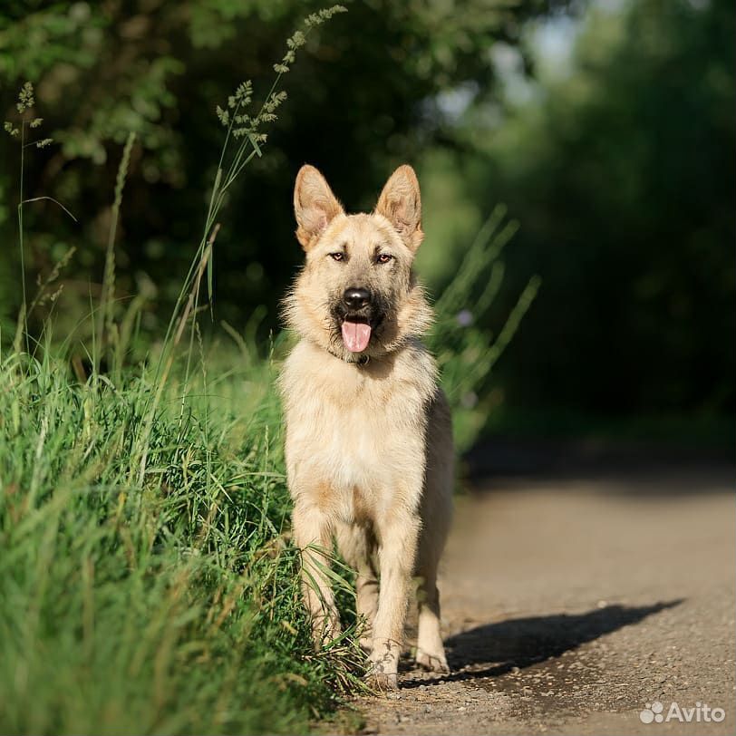В добрые руки Снупи