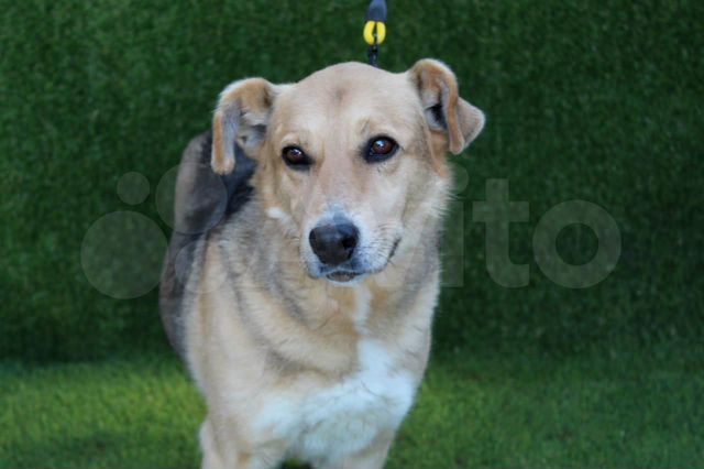 Собака в добрые руки Рэм