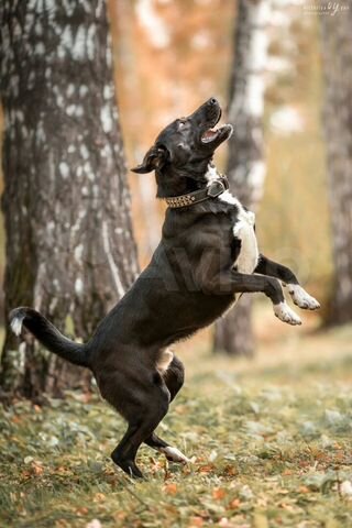 Пёс Мартин ищет хозяина. Отдадим в хорошие руки