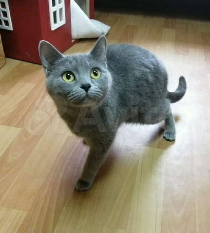 Голубая кошка в добрые руки