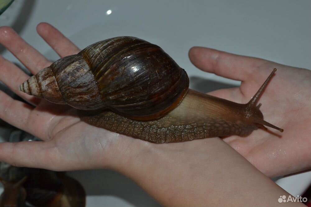 Ахатинская улитка