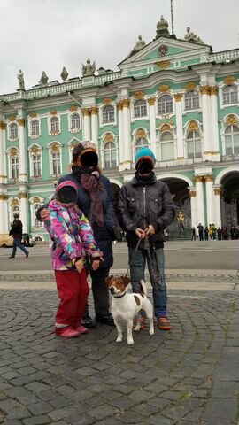 Вязка Джек Рассел терьер