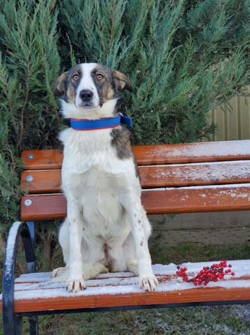 Зефирка ищет дом