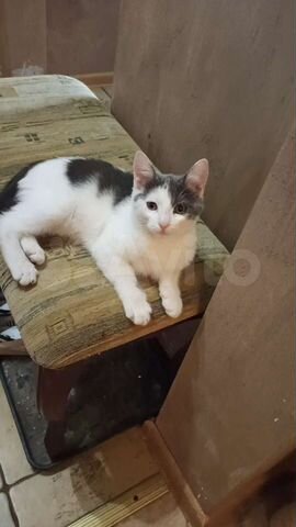 Шмель и Пчёлка