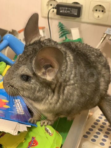 Шиншиллята (6 мес) в добрые руки