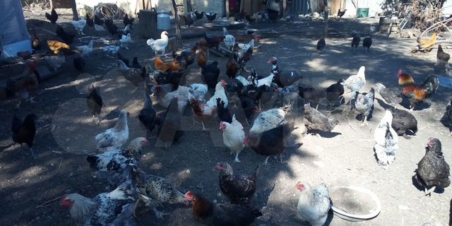 Индоутки петухи