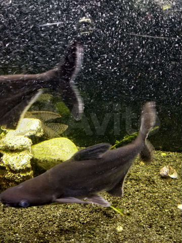 Рыбки пангасиус