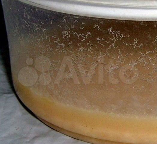 Нематода - живой корм для мальков