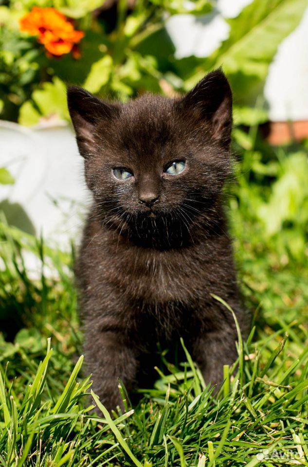Котята ищут дом