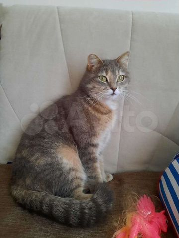 Найдена кошка в Евпатории