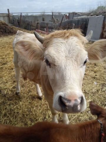 Стельные телки