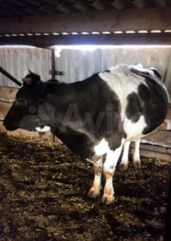 Продается стельная корова