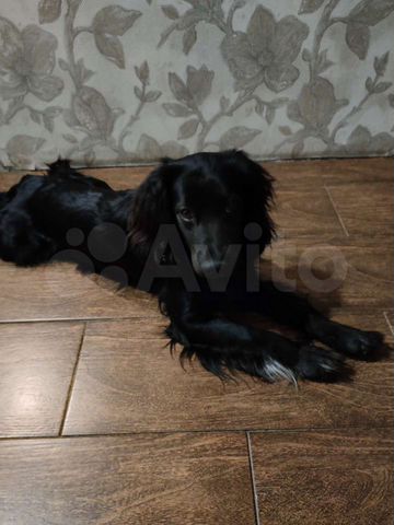 Русский спаниель вязка