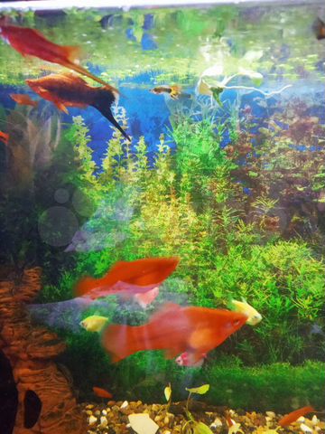 Аквариумные рыбки. Меченосцы