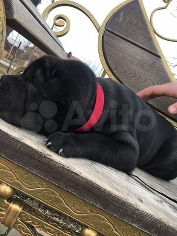 Продаю Шарпея в добрые руки девочка