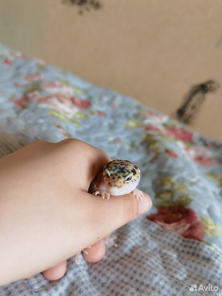 Эублефар малыш в комплекте с терариумом сверчками