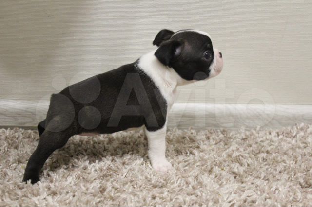 Бостон терьер