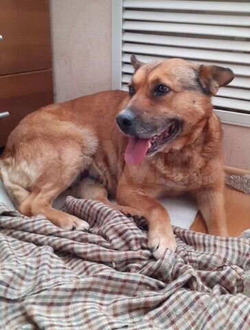 Собака в добрые руки