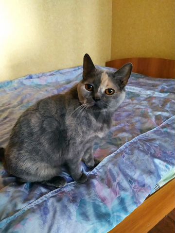 Кошка