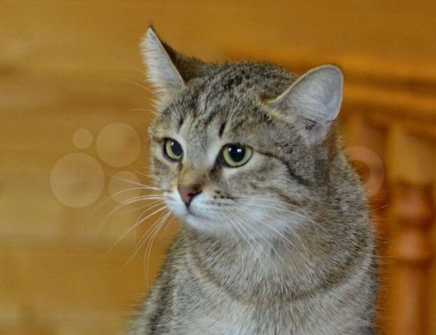 Кошечка с золотым характером Пума в дар