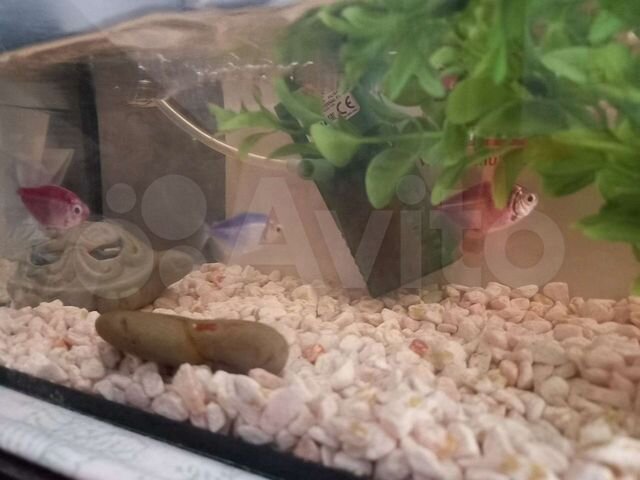 Аквариумные рыбки бесплатно