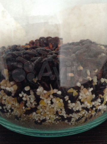 Жук-знахарь (чернотелка)