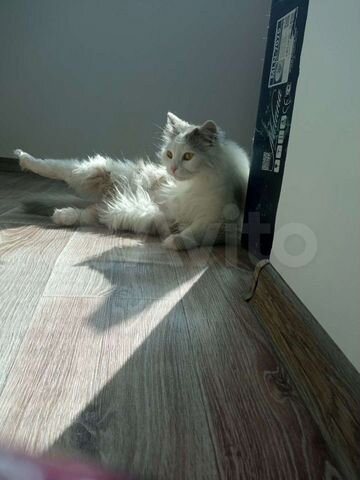 Персидская кошка