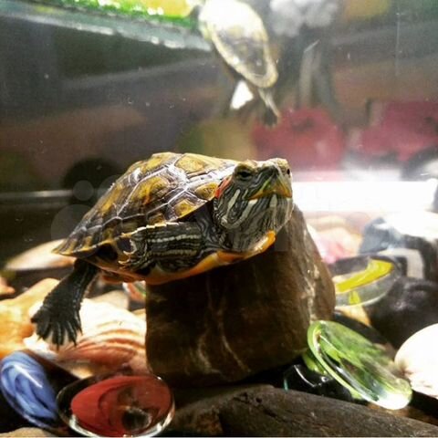 Черепаха красноухая