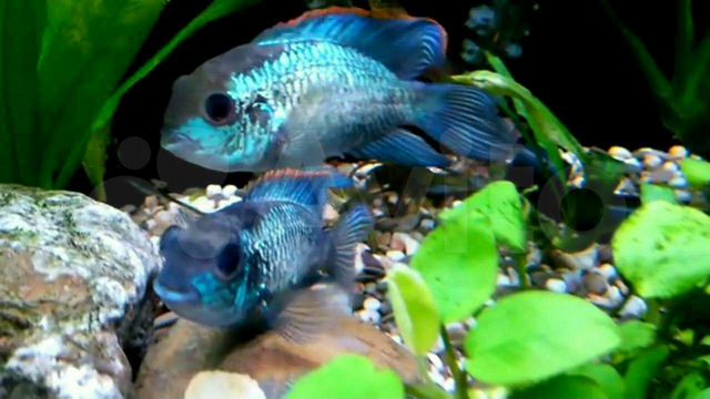 Нанокара неоновая